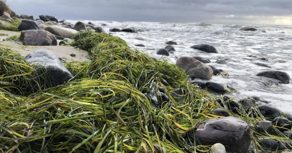 Dämmung mit Seegras: So vielseitig lässt es sich einsetzen